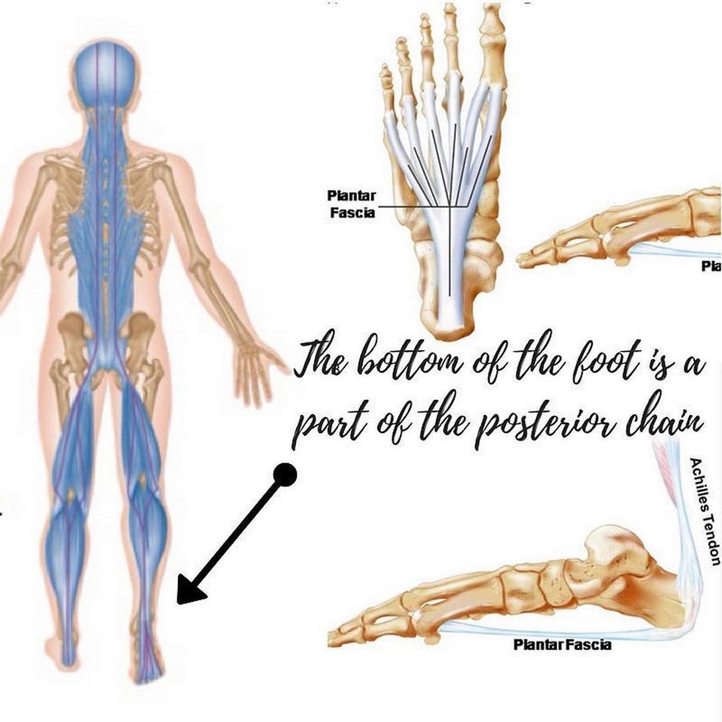Correcting Posture and Body Alignment: An Effective Solution for ...